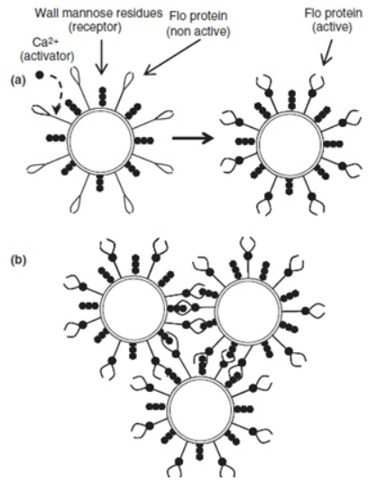 Flokkulation und Sedimentation von Hefezellen | Verband ehemaliger ...
