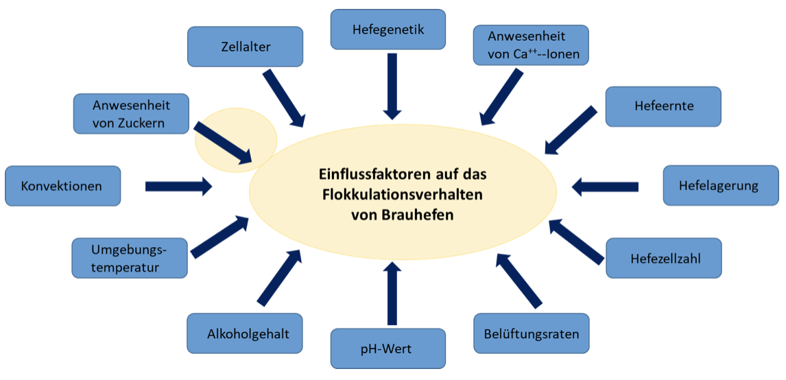 Flokkulation und Sedimentation von Hefezellen | Verband ehemaliger ...